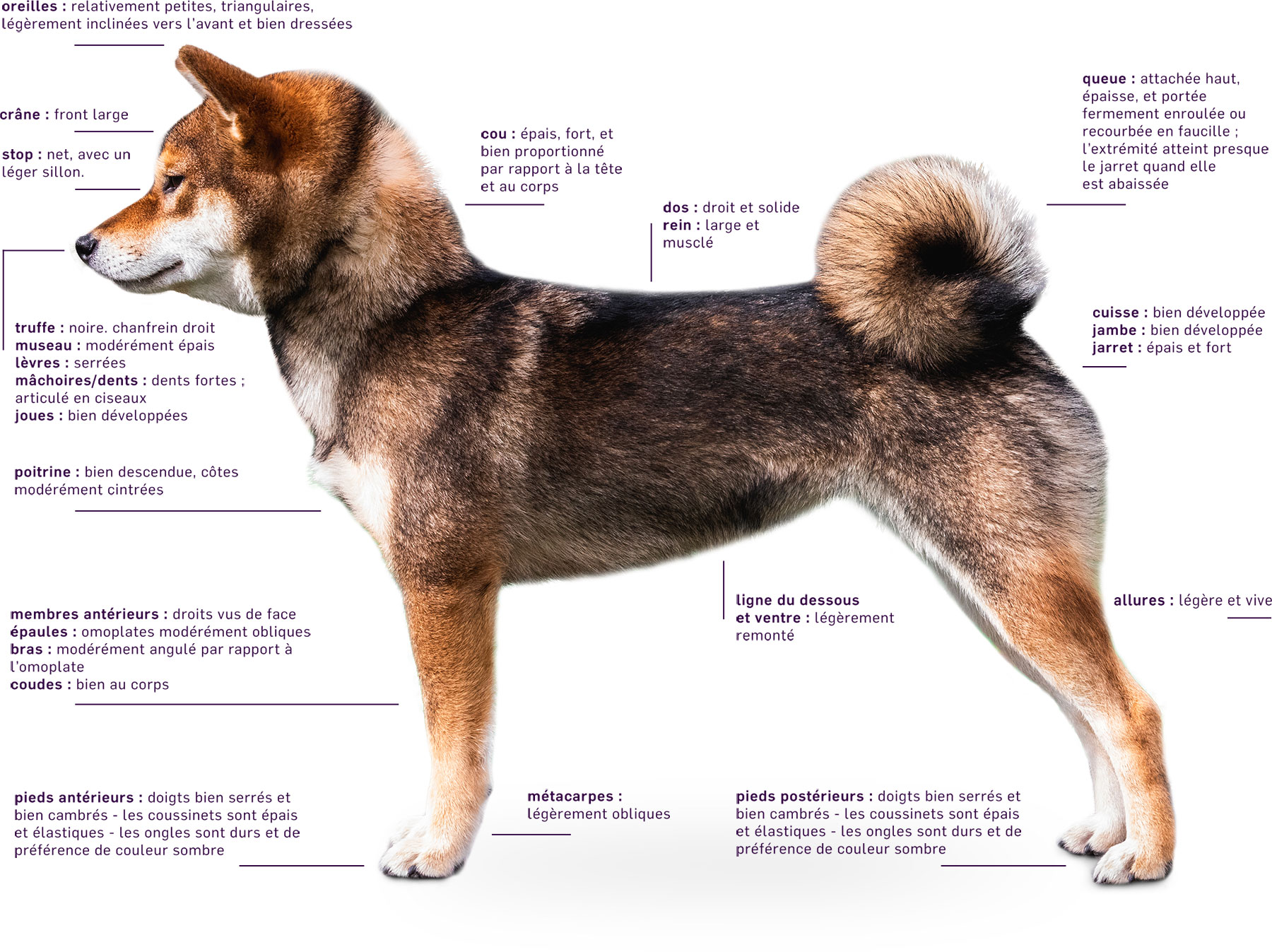 Le Standard du Shiba Inu - Shinrin Yoku Kensha